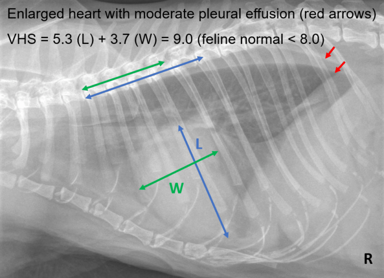 Case study — hypertrophic cardiomyopathy and congestive heart failure ...