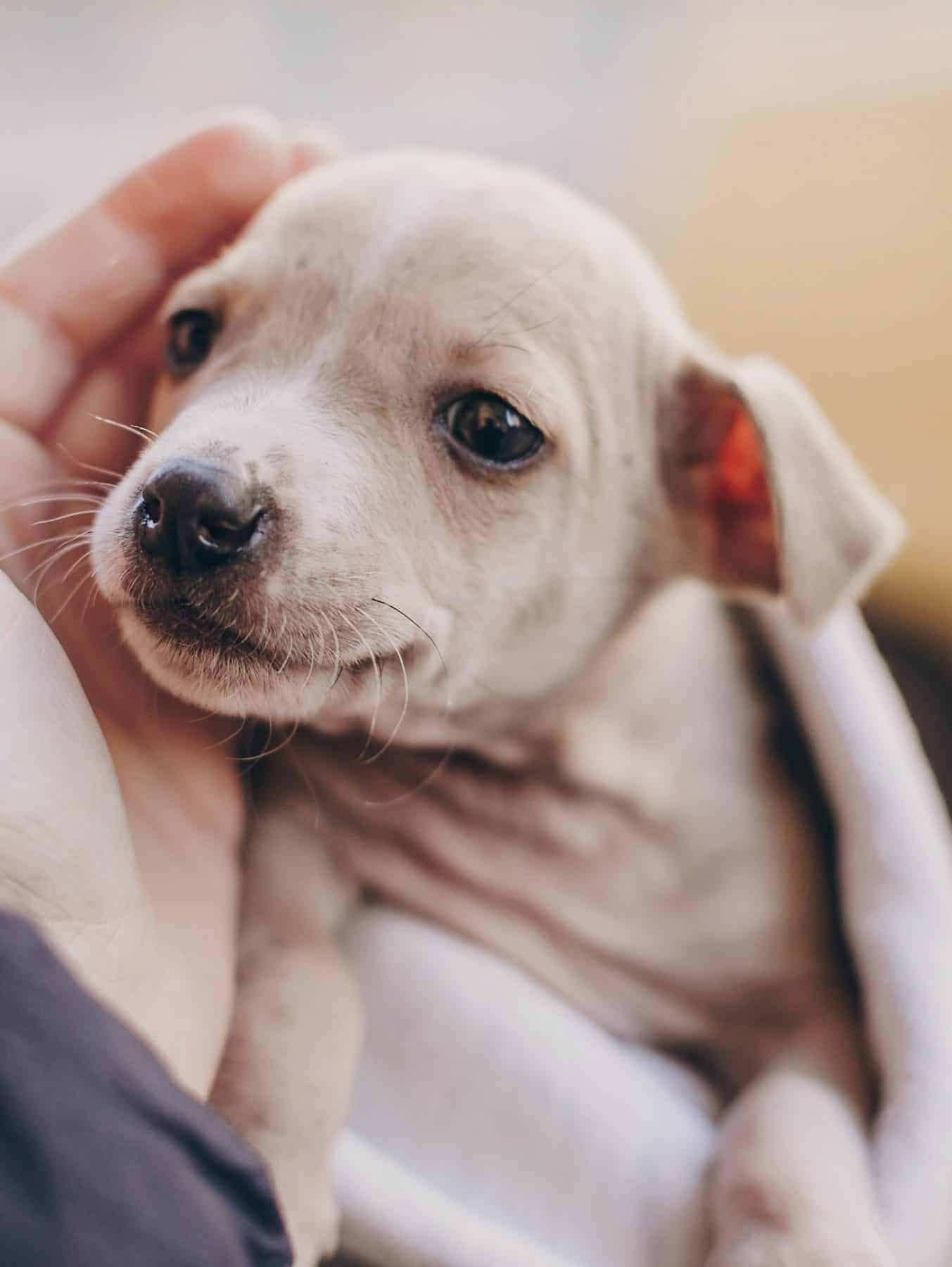 VVS – Virtual Veterinary Specialists