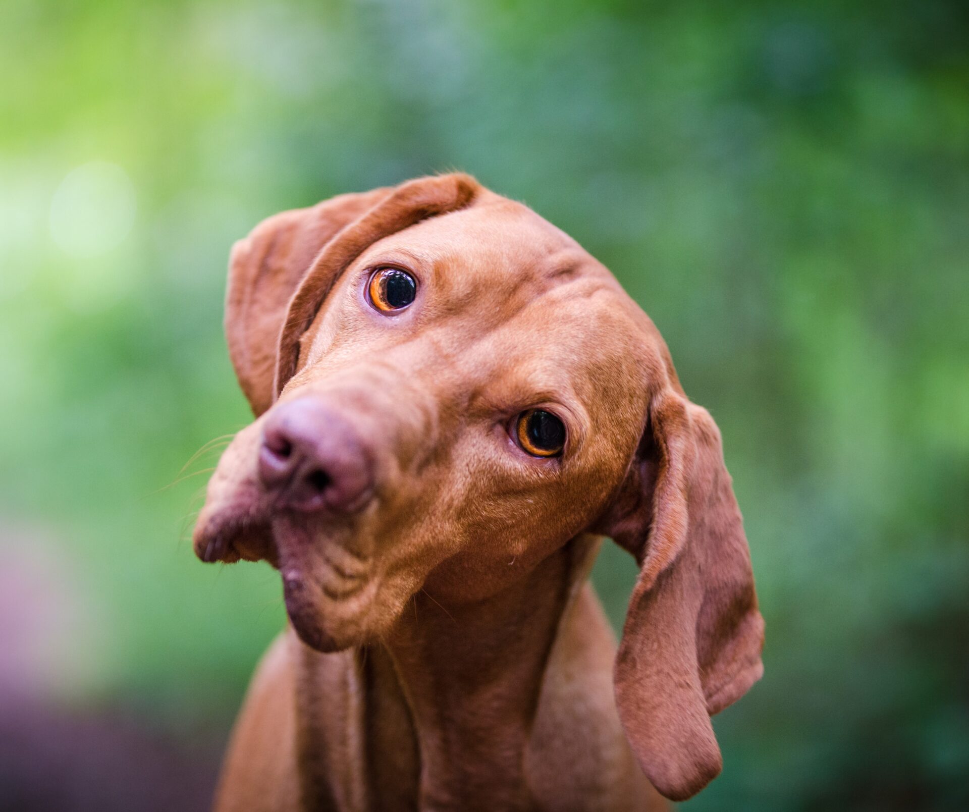 VVS – Virtual Veterinary Specialists